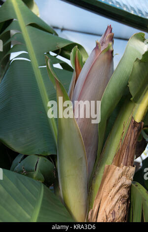 Flower pod emerging from Musa rajapuri in an English greenhouse Stock ...
