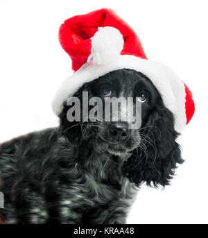 Christmas card, Cocker Spaniel dog, hoping to go for a walk in the snow ...