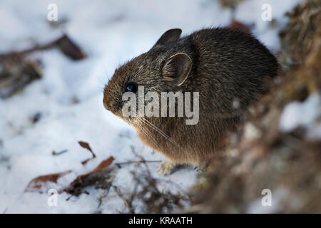 The image of Himalayan pika (Ochotona himalayana) at Tungnath, Chopta ...