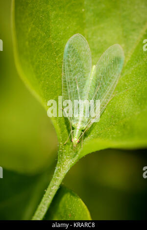 A vertical closeup of a Chrysoperla carnea insect with long antennas ...