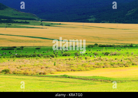 Hulun Buir Grassland, Hulunbuir, Inner Mongolia Autonomous Region Stock ...