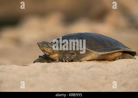 The image of Indian softshell turtle (Nilssonia gangetica), or Ganges ...