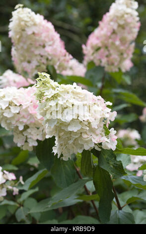 Blooming hydrangea flowers in colorful garden pots inside modern ...