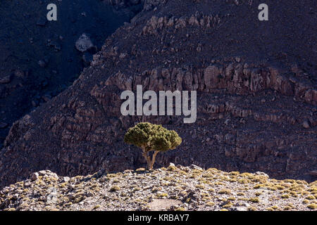 Spanish juniper trees in Atlas mountains Stock Photo - Alamy