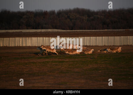 Saiga tatarica antelope raising in the state breeding farm "Saigak" for ...