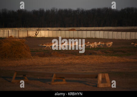 Saiga tatarica antelope raising in the state breeding farm "Saigak" for ...