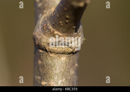 Hibernating lesser purple emperor larva Stock Photo - Alamy