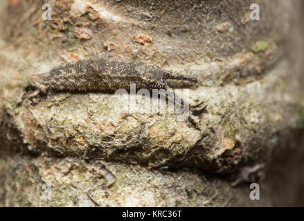 Hibernating lesser purple emperor larva Stock Photo - Alamy