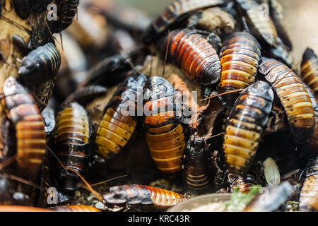 Large heap of nature insect beetle or bugs Stock Photo - Alamy