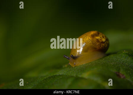 Small snail with snail shell on a reed with spider web on a lake or ...
