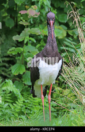 Black Stork (Ciconia nigra), native to Europe, Africa, and Asia Stock ...