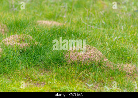 Ant nest in the countryside .Corfu Greece Stock Photo - Alamy