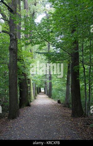 Walking path going through green leaved trees in Cocodrilario La ...
