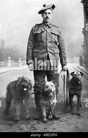 British messenger dogs, WW1 Stock Photo - Alamy