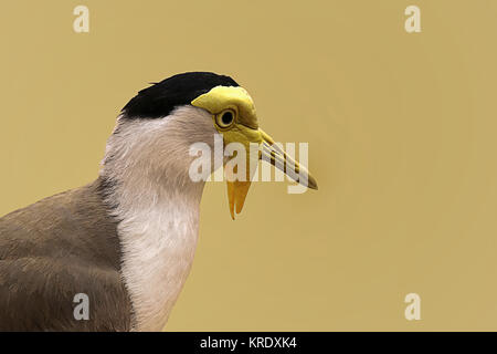 the masked lapwing has a yellow mask with black on top of its head ...