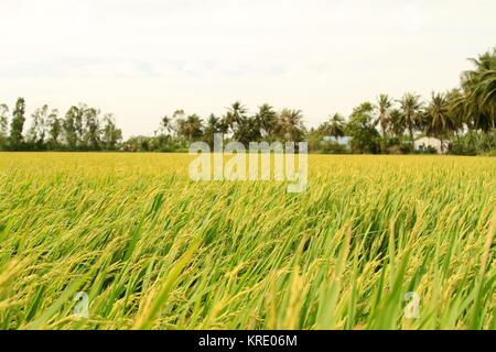 Rice field in mekong delta, An Giang, Vietnam. Ta Pa rice field Stock ...