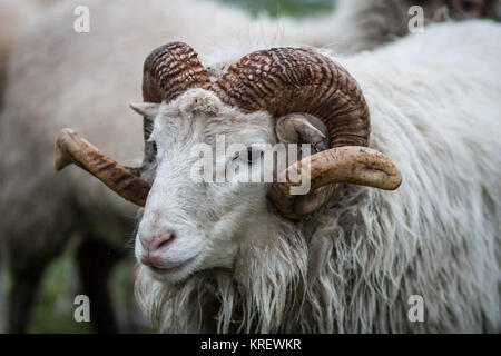 Skudde/ Skudden ram - critically endangered old sheep breed (Ovis ...