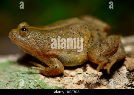 Floating frog (Occidozyga lima) in the edge of a pond in Angkor Thom ...