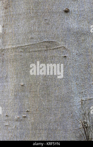 Buche, Rot-Buche, Rotbuche, Rinde, Borke, Stamm, Baumstamm, Fagus ...