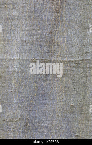 Buche, Rot-Buche, Rotbuche, Rinde, Borke, Stamm, Baumstamm, Fagus ...