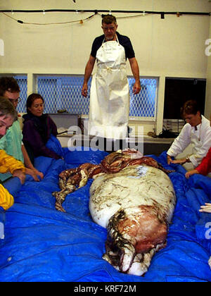 Giant squid with Clyde Roper Stock Photo - Alamy