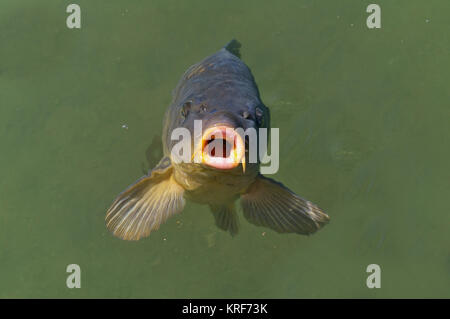 carp, lake mead, Nevada, fish, USA, United States, America, lake Stock ...
