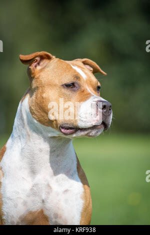 Female American Staffordshire Terrier posing outdoors. Quebec,Canada ...