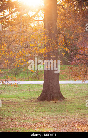 Golden morning sunlight on a beautiful Autumn landscape with mist ...