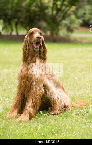 animal, pet, field, summer, summerly, dog, wolf, wolfhound, irish ...