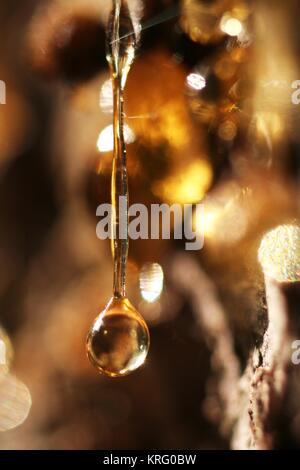 Close-up drops of resin falling from pruned pine branch Stock Photo - Alamy