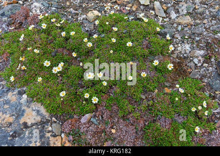 Arctic mountain avens or alpine dryad, forming a large colony of plants ...
