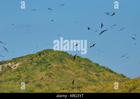 Isla Isabel a volcanic island 15 miles off Mexico’s Riviera Nayarit ...