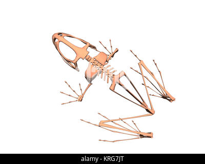 frog skeleton isolated Stock Photo - Alamy