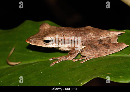 Arboreal frog from Sri Lanka, Sri Lanka whipping frog (Polypedates ...