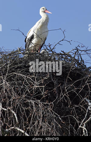 bird, birds, stork, migrant, birds of passage, bird, birds, steps, step ...
