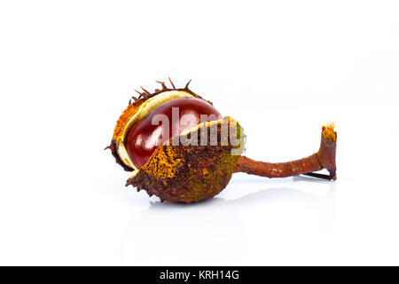 Conker and case on white background Stock Photo - Alamy