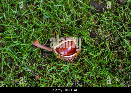 Autumn conker on the grass Stock Photo - Alamy