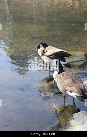 Canada Goose make a break at the river Stock Photo - Alamy