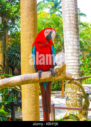parrot bird sitting on the perch Stock Photo - Alamy