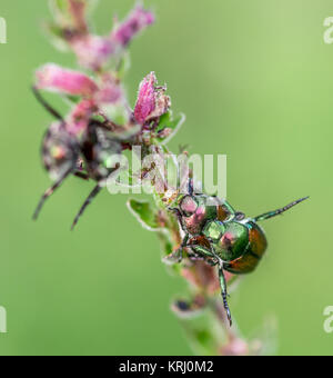 Metallic, shiny green copper beetle - Protaetia cuprea close up on ...