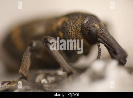 insect scrabble crawling beetle weevil legs macro close-up macro ...
