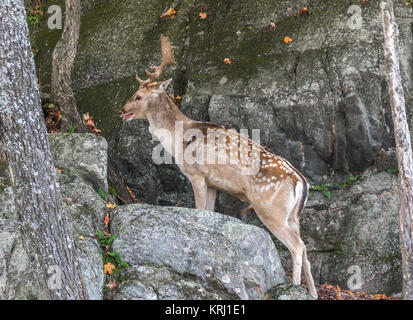 Deer escaping and climbing from a wall of rocks Stock Photo - Alamy