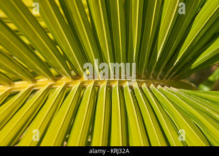 Curved beautiful leaves abstract texture. Natural background Stock ...