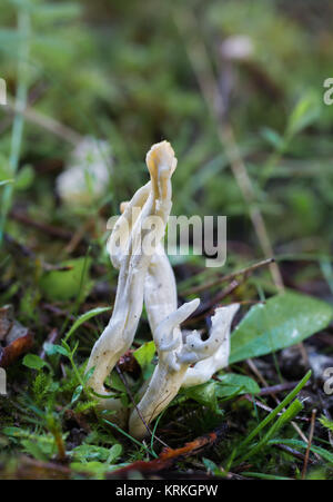 Clavulina rugosa, commonly known as wrinkled coral fungus, wild ...