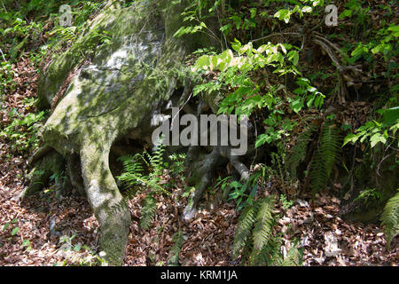 wuzeln a tree in a forest in styria Stock Photo - Alamy