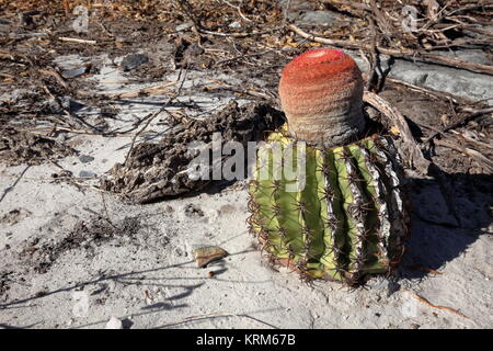 melocactus turk cap cactus Stock Photo - Alamy