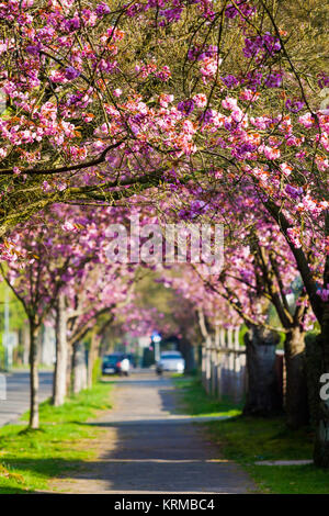 Cherry Blossom Pathway. Beautiful Landscape Stock Photo - Alamy