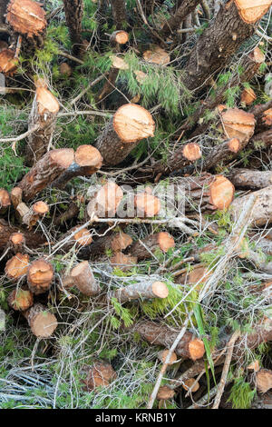 Stack of timber from forestry works Stock Photo - Alamy
