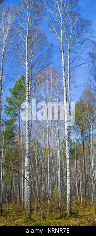 Spring forest landscape with the brich Stock Photo - Alamy