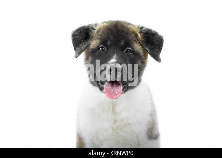 A nice fluffy american s akita puppy looks at the camera Stock Photo ...